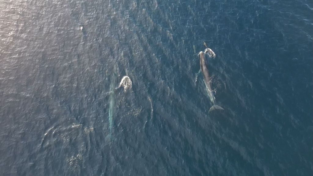 Uncovering the secrets of the mysterious Bryde’s whale - ABC News