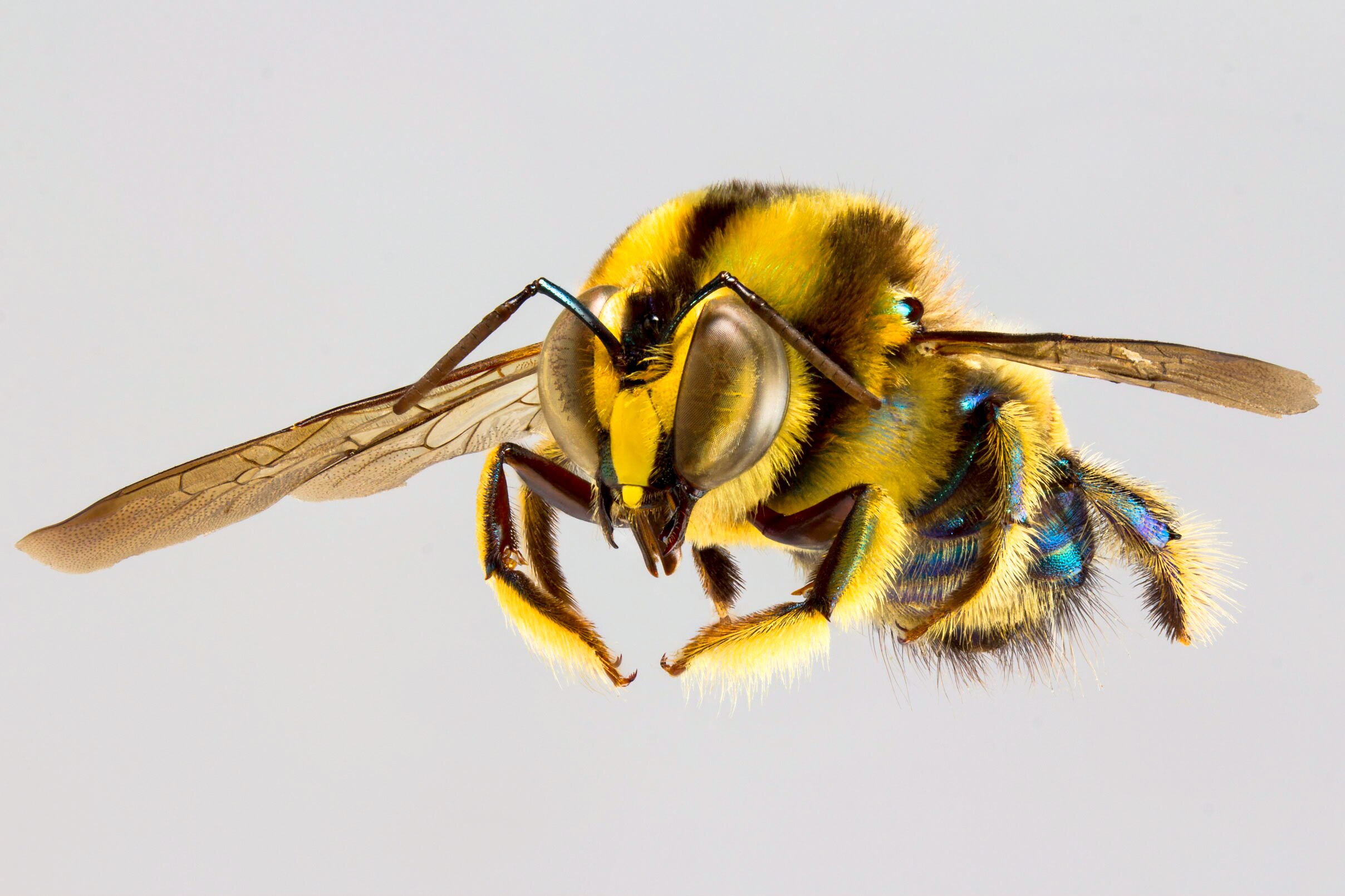 Australian native bee researchers say lack of paid jobs hinders further ...