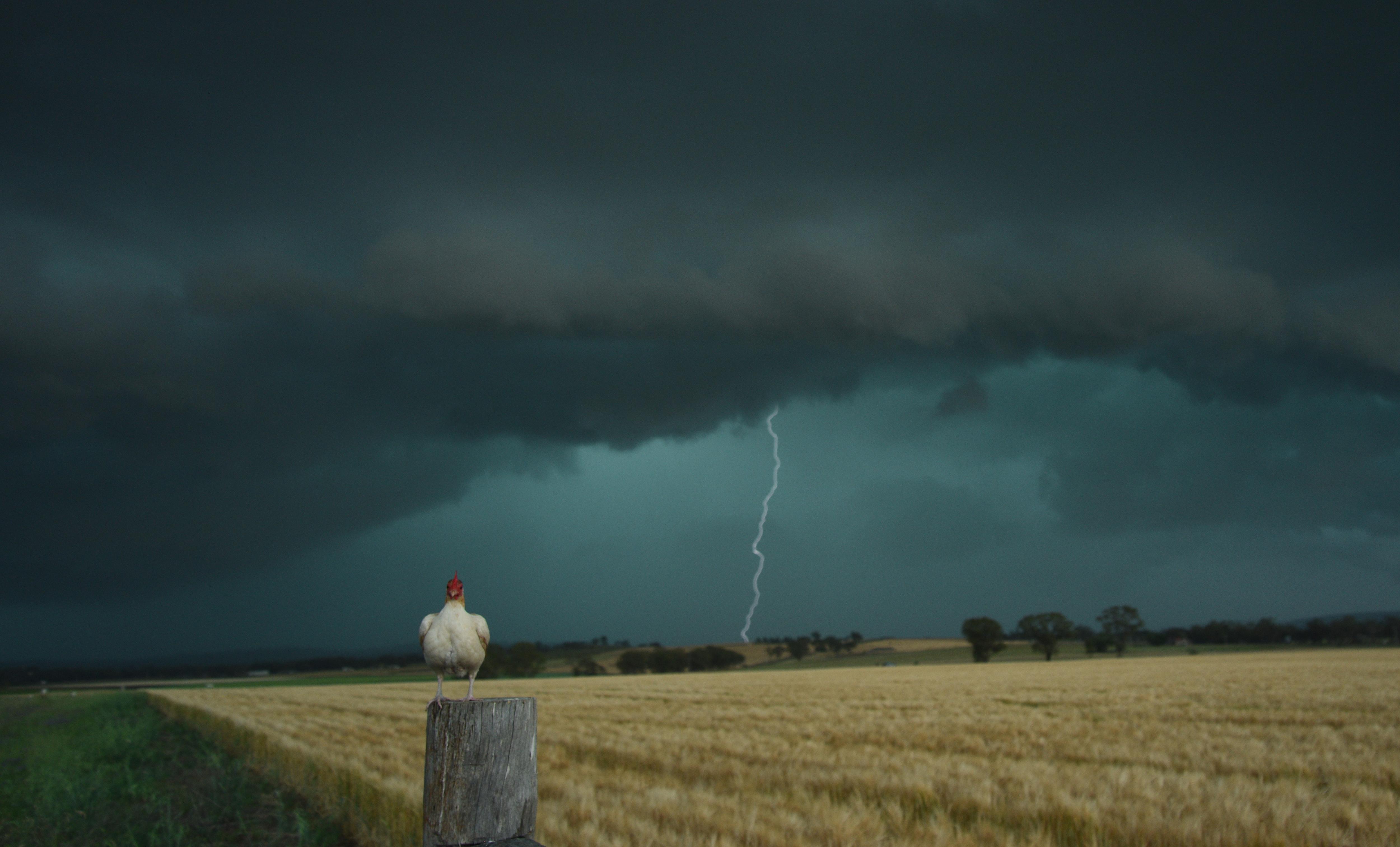 Life of Chicken social pages blossom as the storm chaser goes on ...