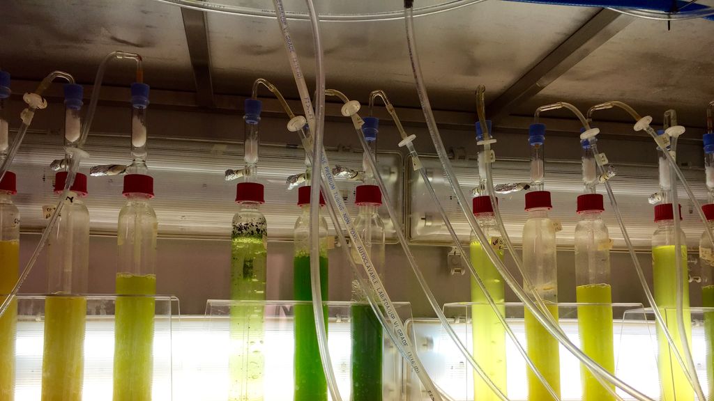 Scientists use algae to produce omega-3 - ABC News