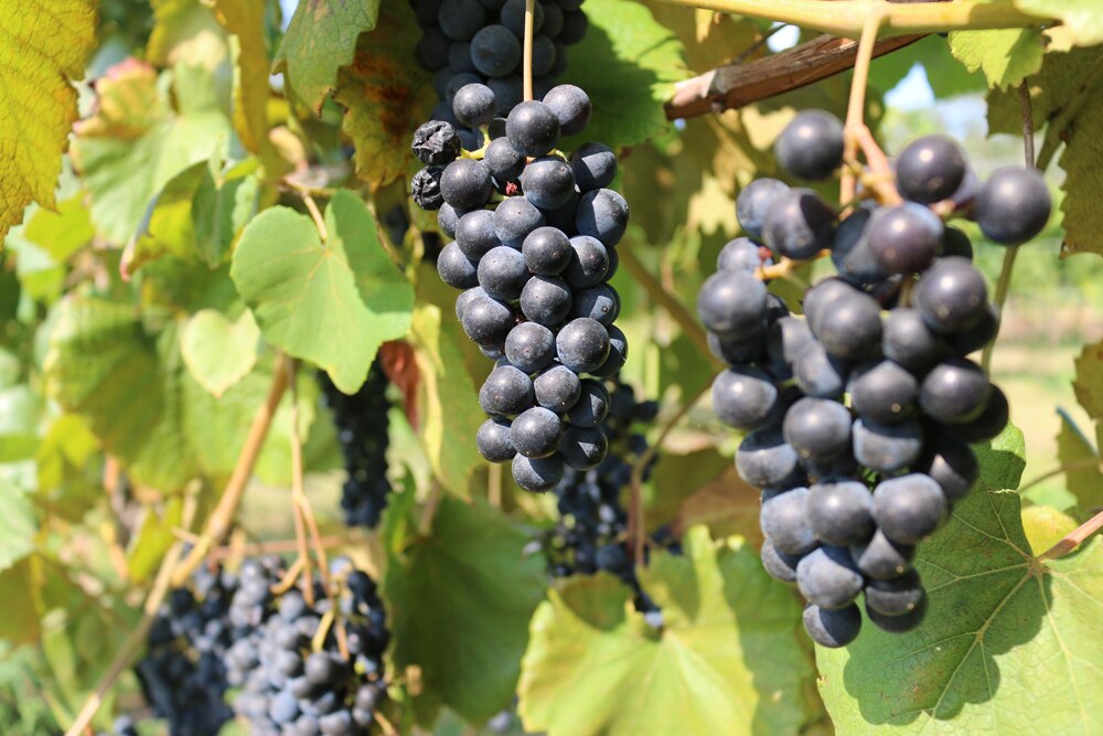 Grapes stomped to celebrate harvest - ABC News
