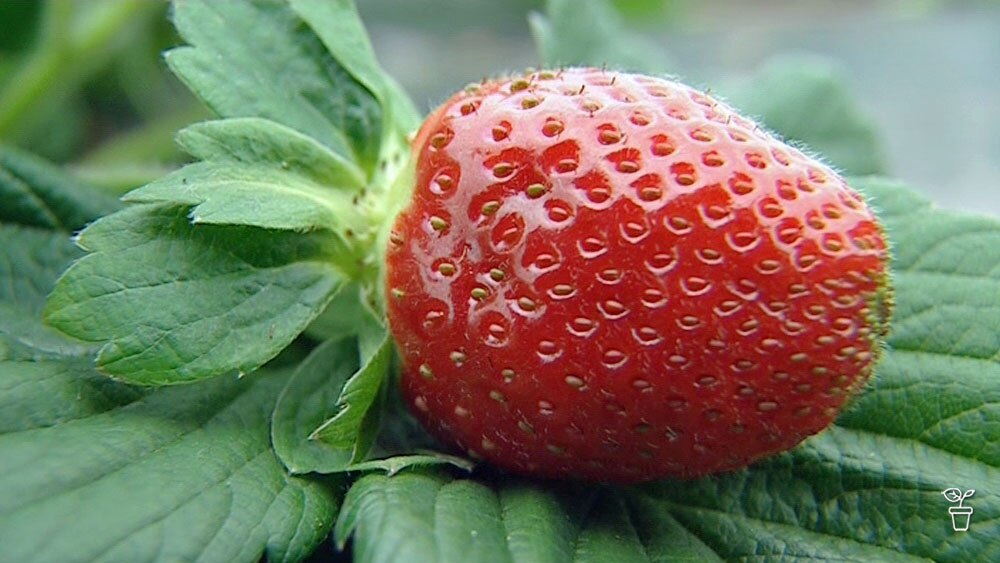Growing Strawberries - Gardening Australia