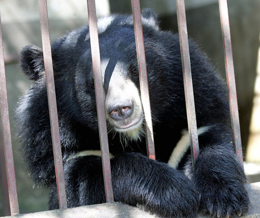China's caged bears in long battle for freedom - ABC News