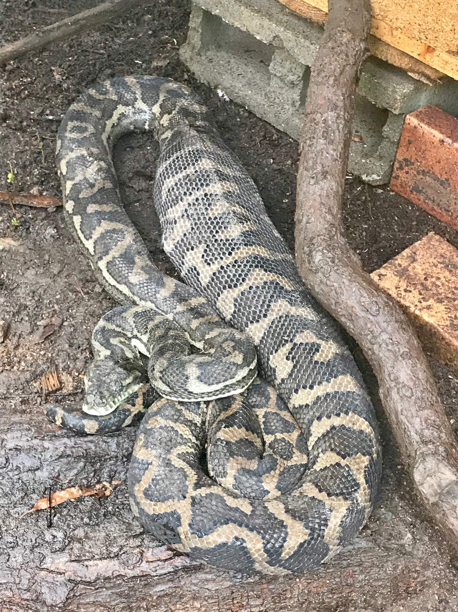 Snake catchers 'run off their feet' as rain and heat drive reptiles indoors - ABC News