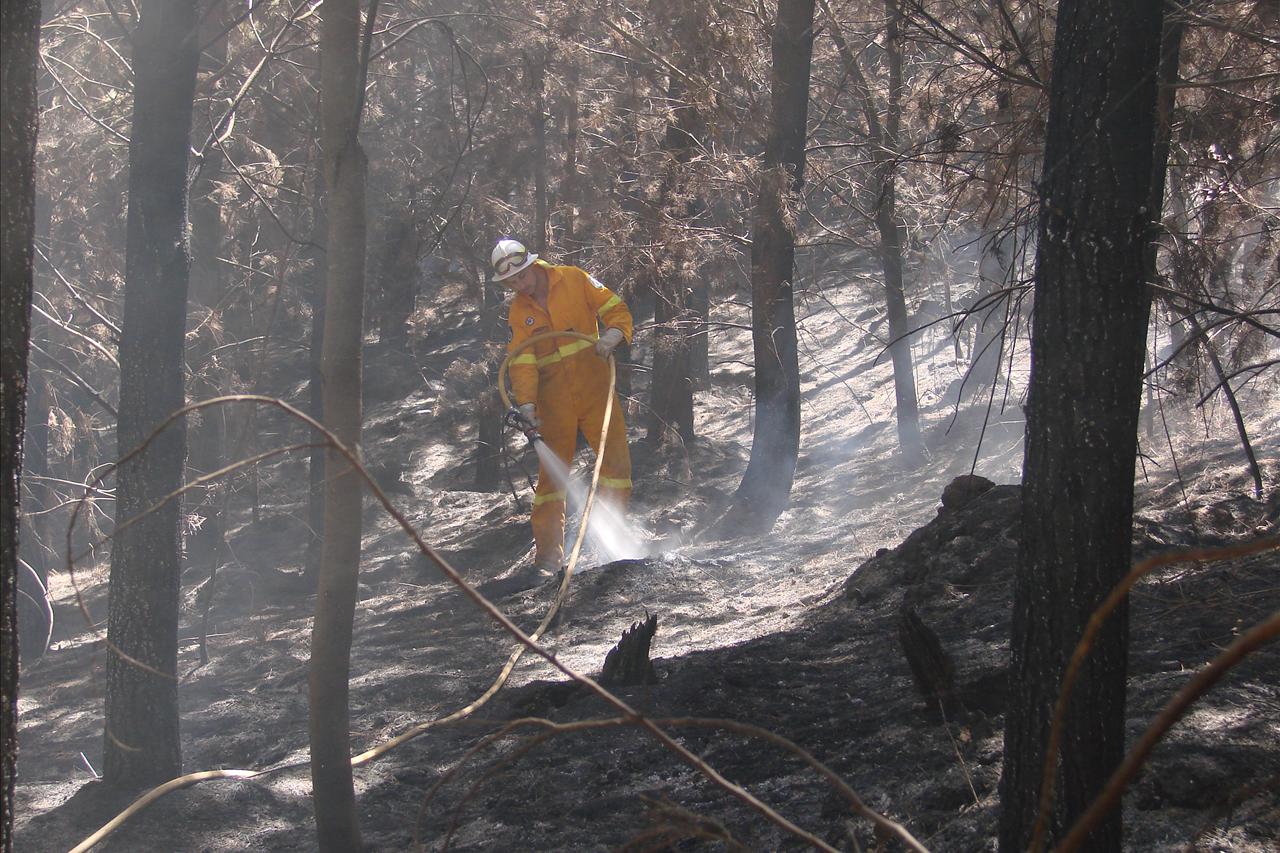 Fire damages NSW pine forest - ABC News
