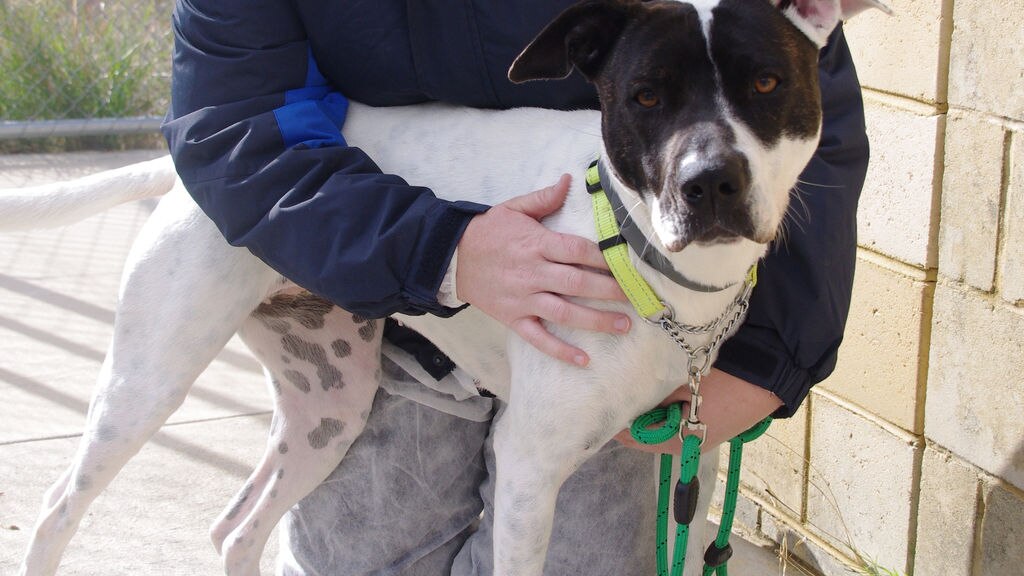 Man banned from animal contact after beating dog. - ABC News