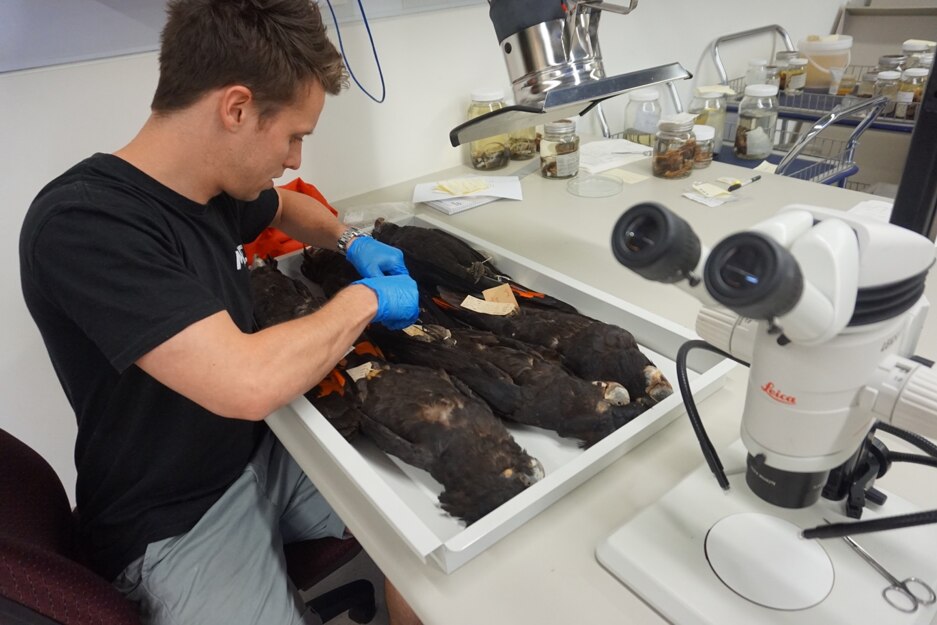 Researchers discover new subspecies of red-tailed black cockatoo in WA ...