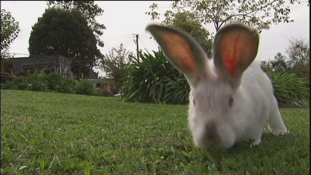 Calls for review of Queensland's anti-rabbit regime - ABC News
