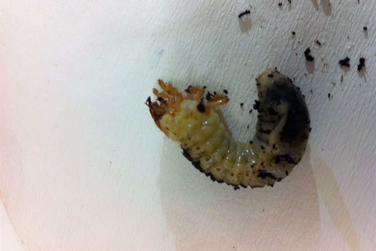 Cane grubs rampant near Ingham - ABC News