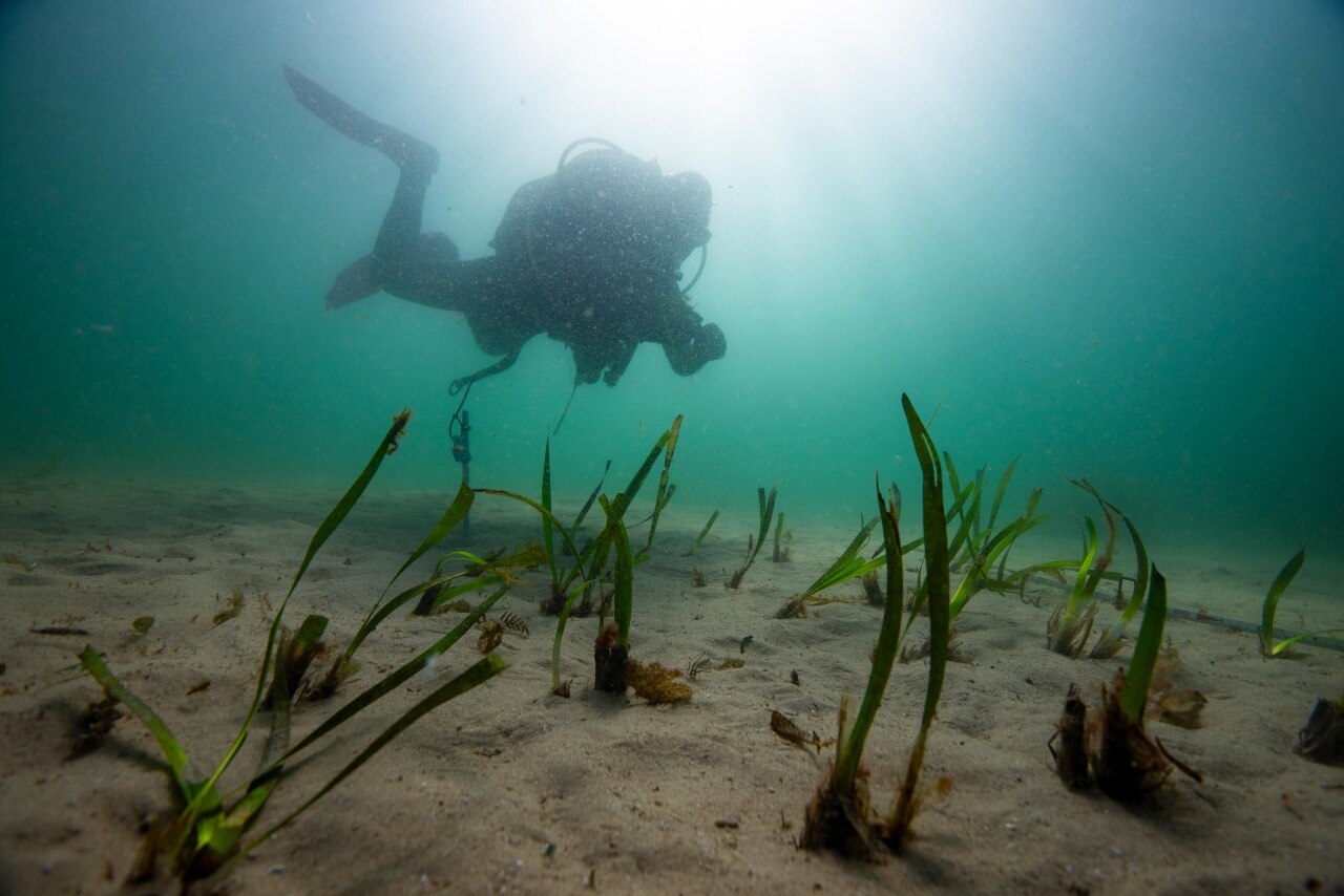 Seagrass restoration along Sydney's coastline a vital intervention to ...