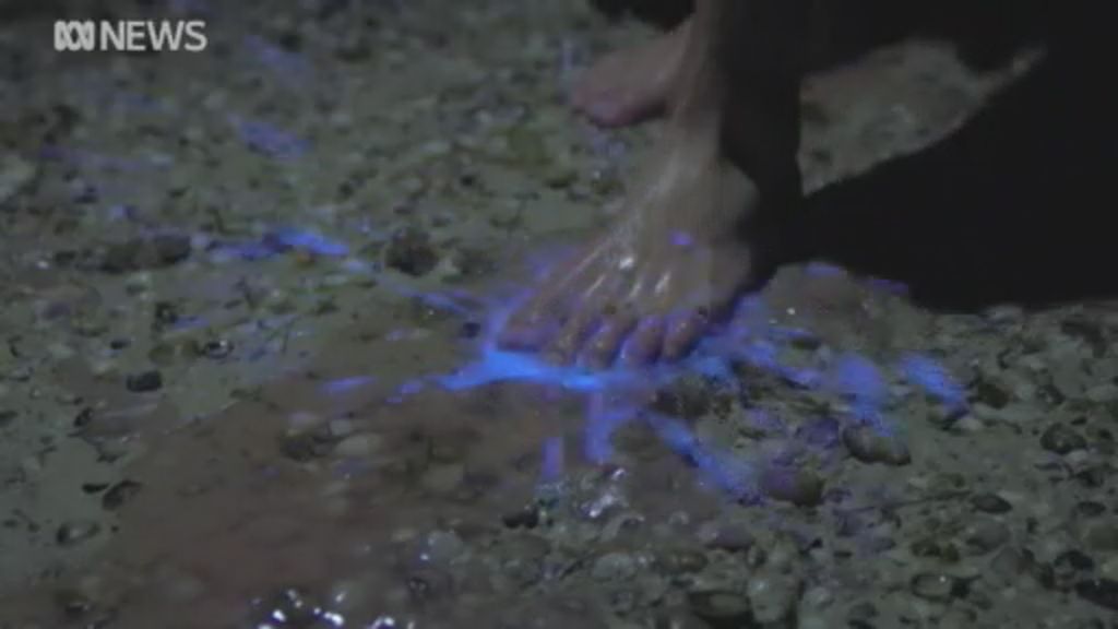 Glow-in-the-dark algae lights up SA beach - ABC News