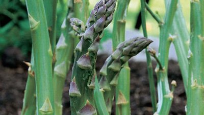 Vegetables and Herbs - Gardening Australia