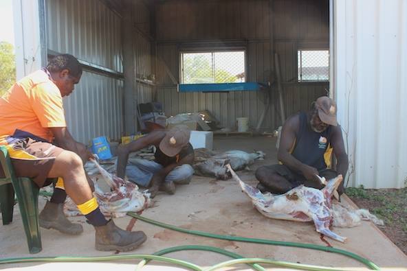 Indigenous community of Warruwi adds wild goat meat to centenary ...