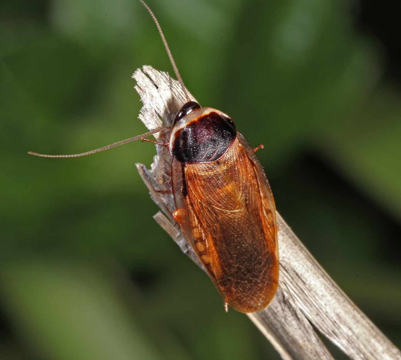Timber-loving pests are on the move. So what are borers? And how can ...