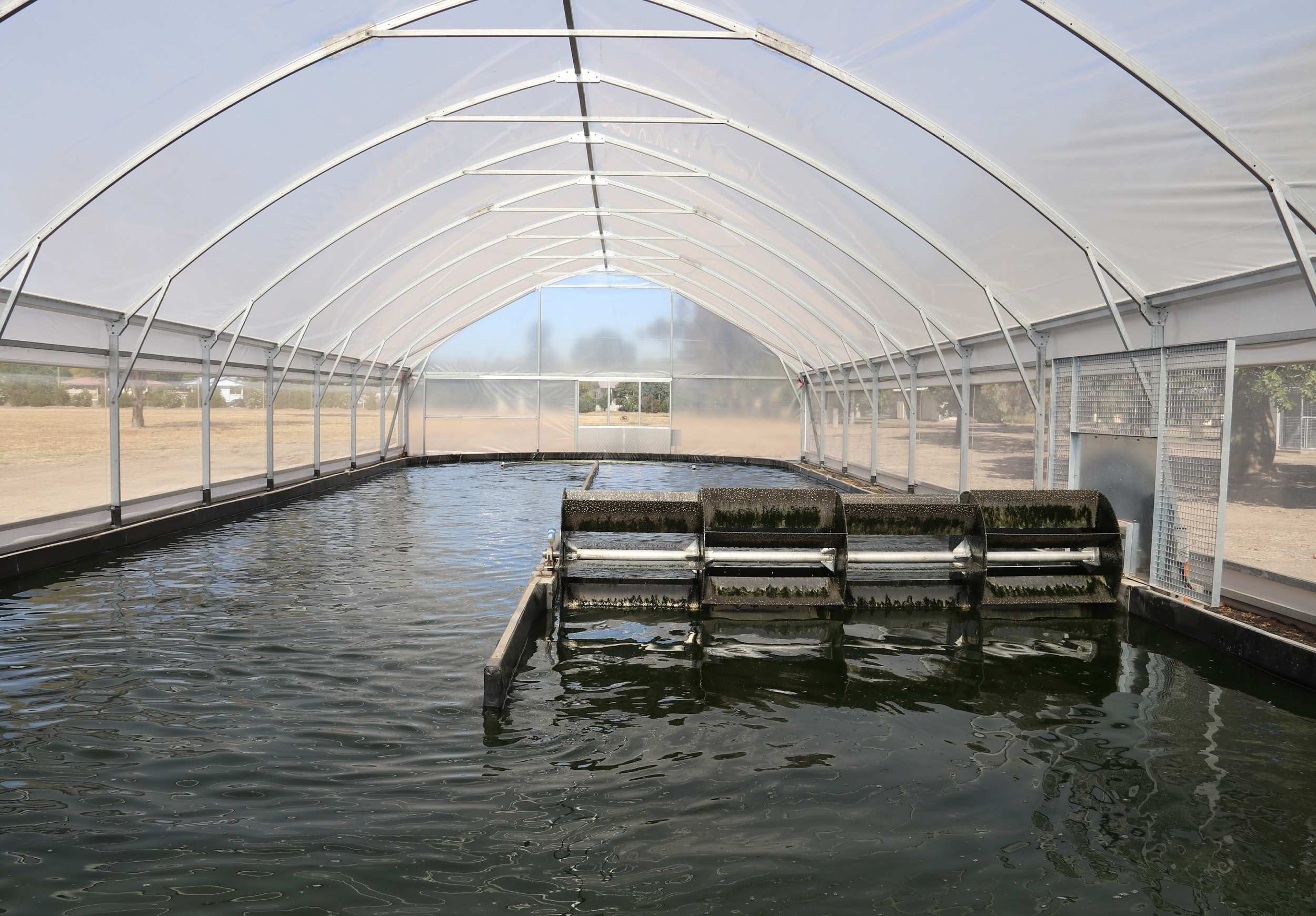 Rural algae farm produces alternative plant-based protein, rich in ...