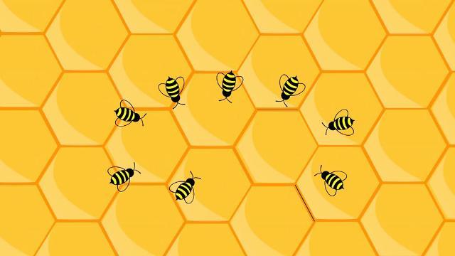 BTN: Interesting bee facts - ABC Education