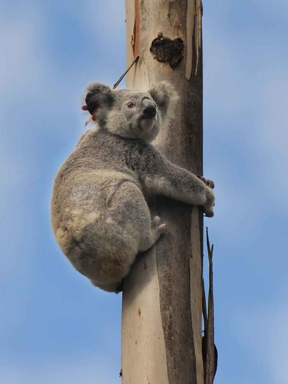 Shot koala Frodo released back into wild - ABC News