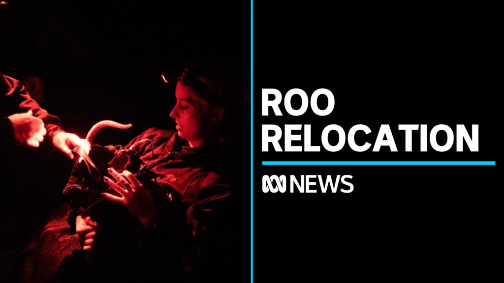 Wild wallabies relocated to secret location in far north - ABC News