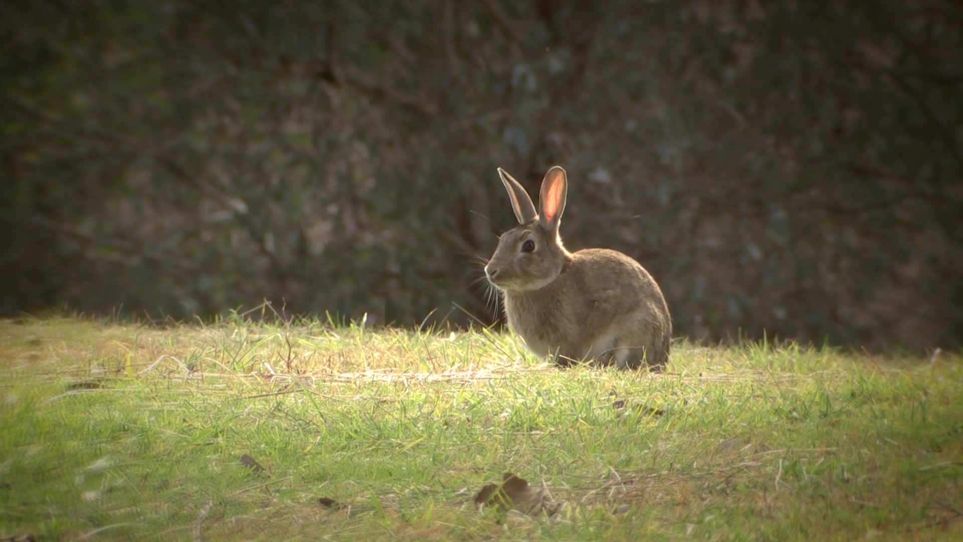 Rabbit Restraint: Developing a biological control to reduce feral ...