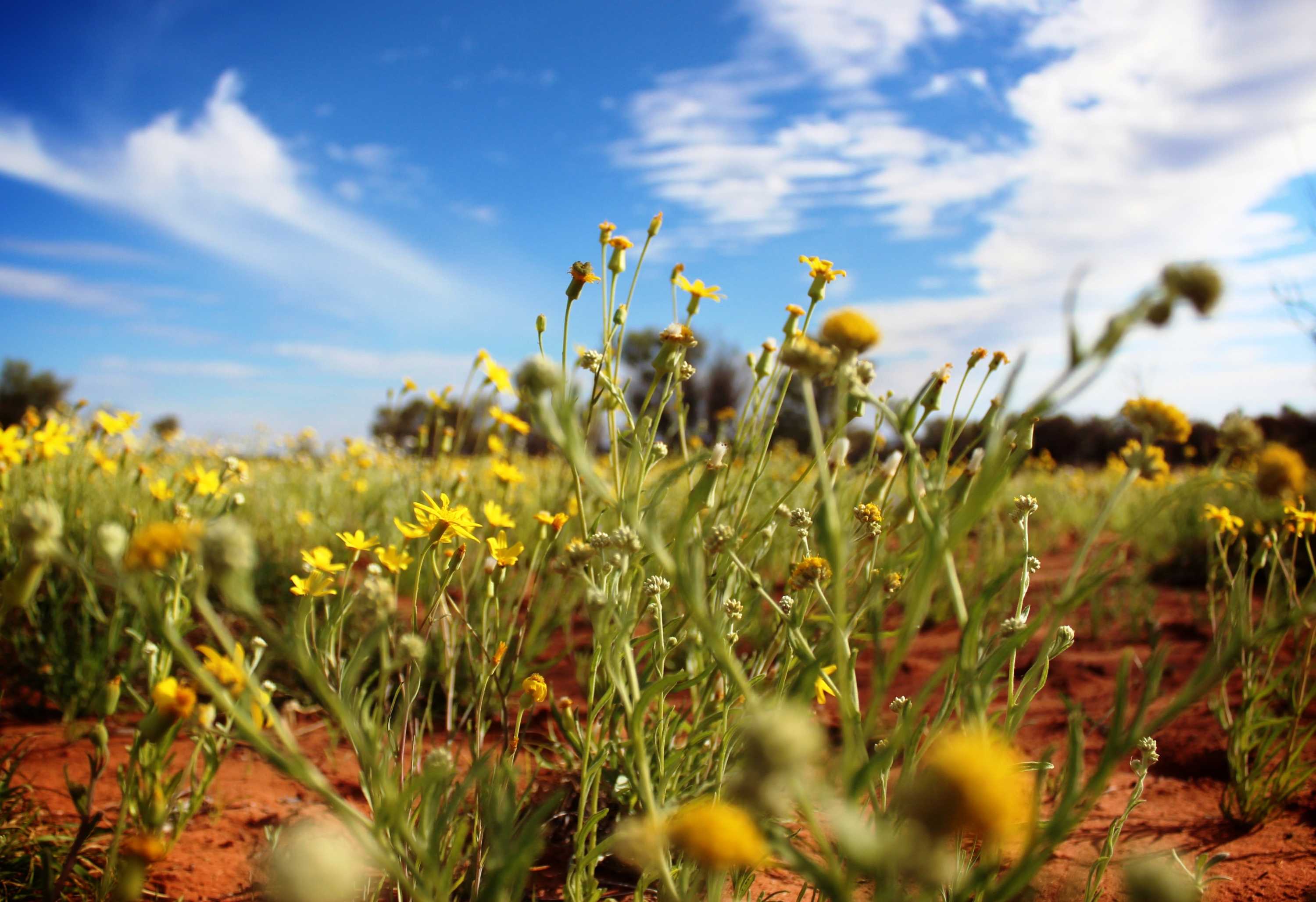 Desert blooms in once-a-decade wildflower season - ABC News