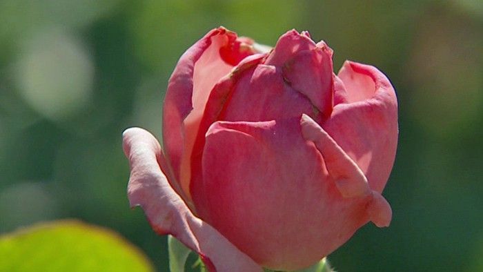 Coming Up Roses - Gardening Australia