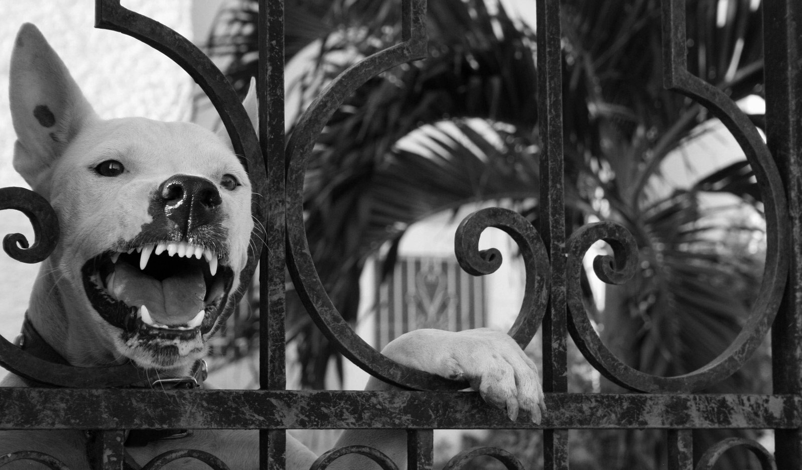 Dangerous dog owners taken to court in Bendigo, prompting calls from ...