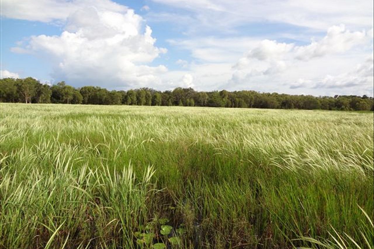 Northern Territory researchers successfully harvest native rice ...