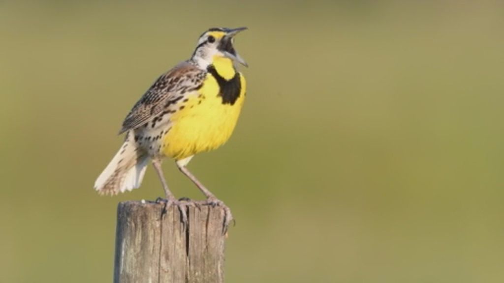 A singing western meadowlark. Credit: Cornell Lab of Ornithology - ABC News