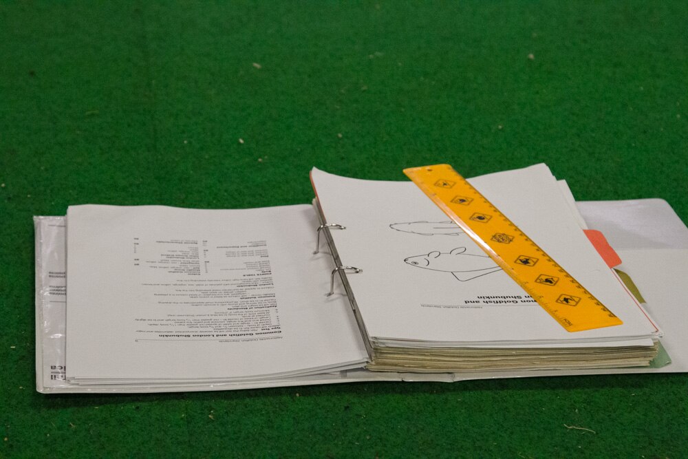 Game of Thrones-inspired tanks, record number of fish on show at Ekka ...