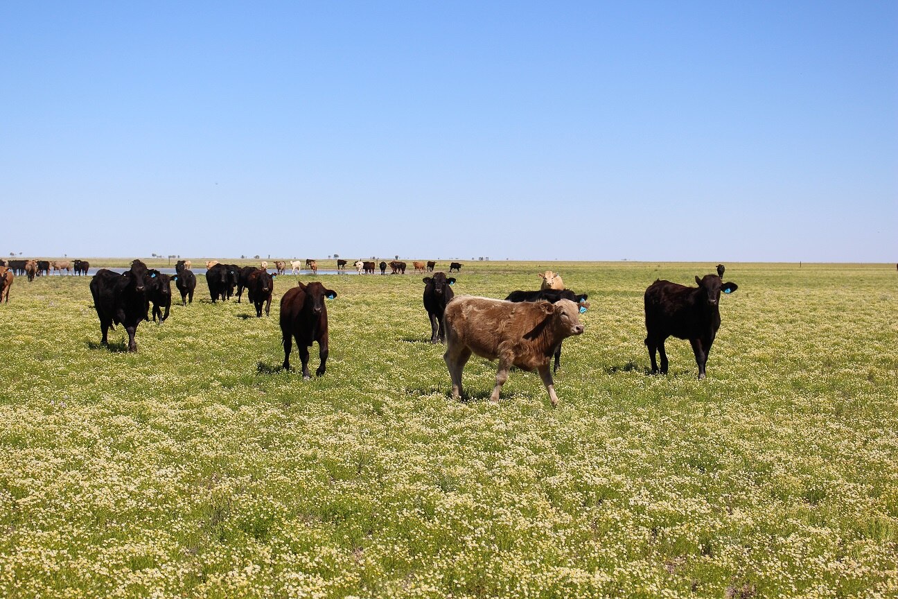 Robin McConchie - ABC News