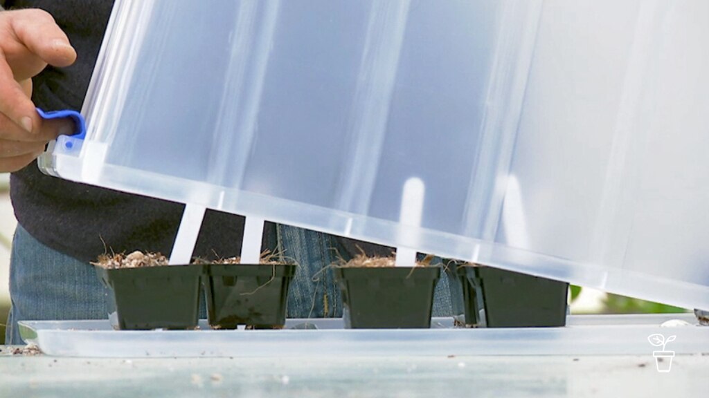 Mini Microclimate - Gardening Australia