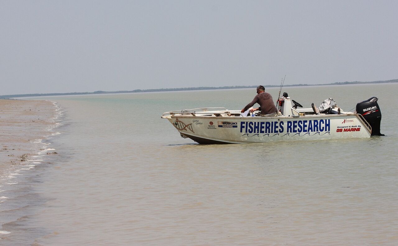 Kakadu's freshwater fish at risk of rising sea level and encroaching ...