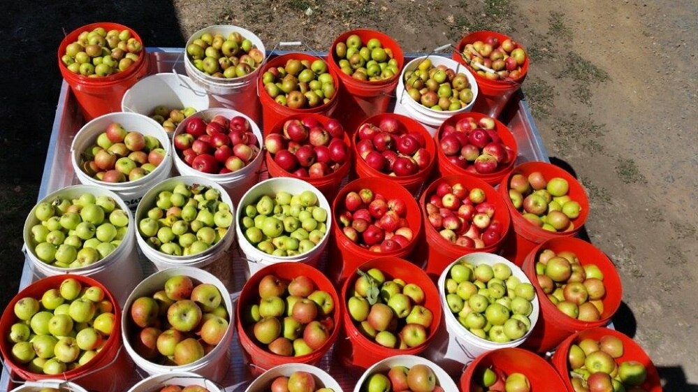 Tests to see if heritage cider apples are correctly named - ABC listen