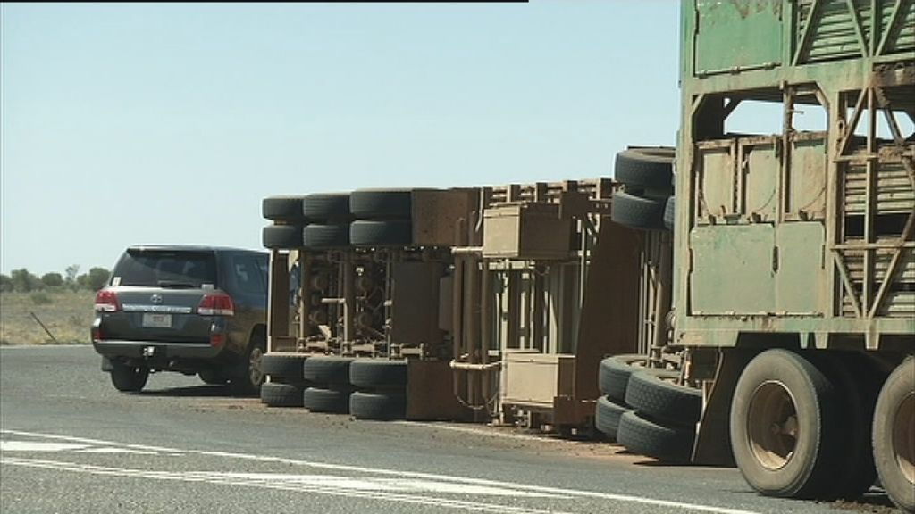 Cattle killed in road train highway accident - ABC News