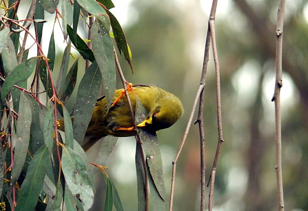 Bell miners farming sap-loving insects for food, with disastrous ...