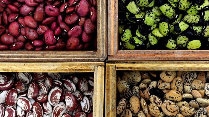 Heat tolerant beans discovered in desperate search for drought hardy ...