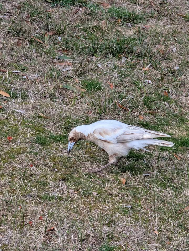 A 'rare' white magpie was spotted near Melbourne — but it isn't albino ...