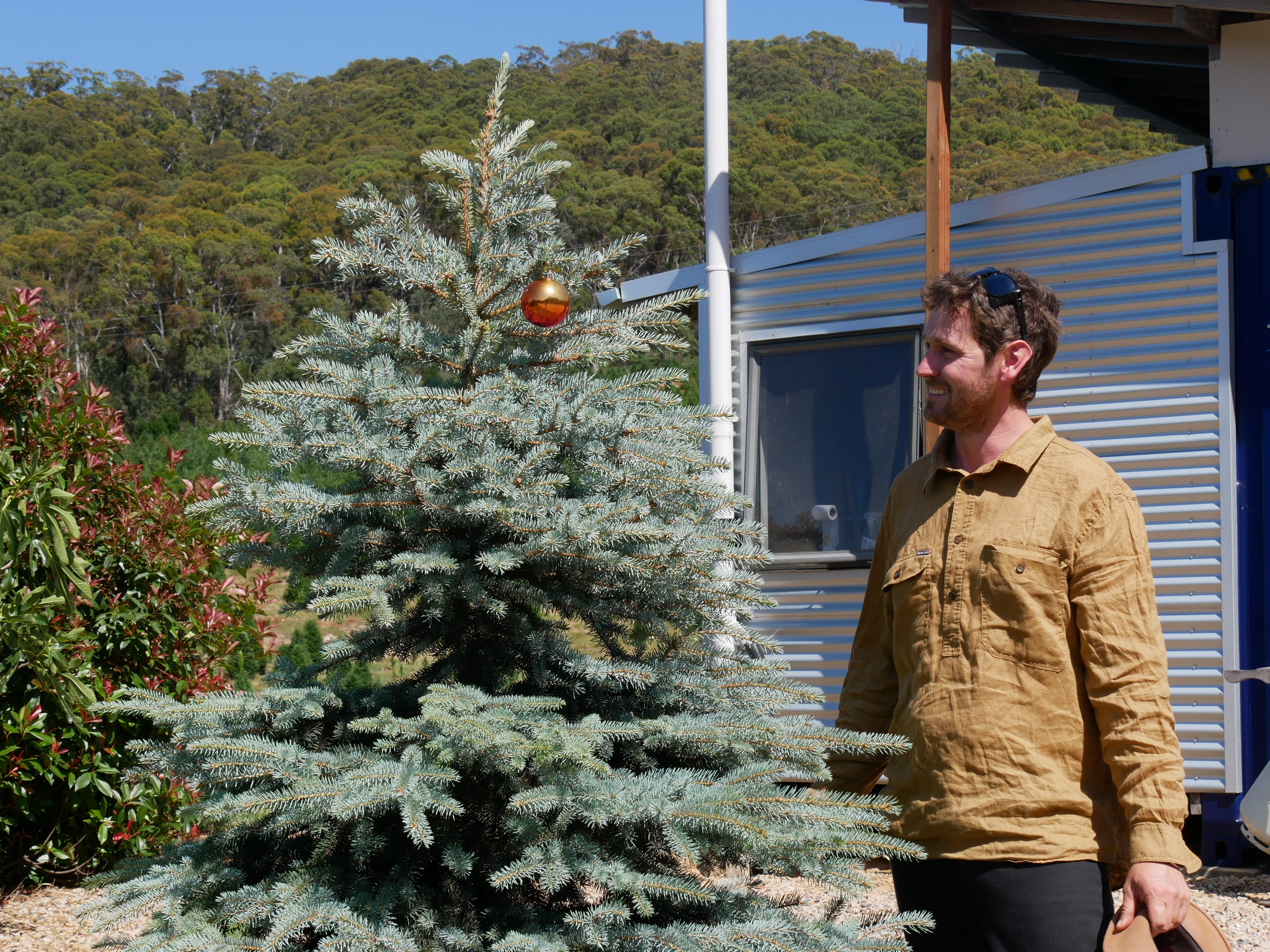 Central West horticulturist supplying Australia's Christmas trees - ABC ...