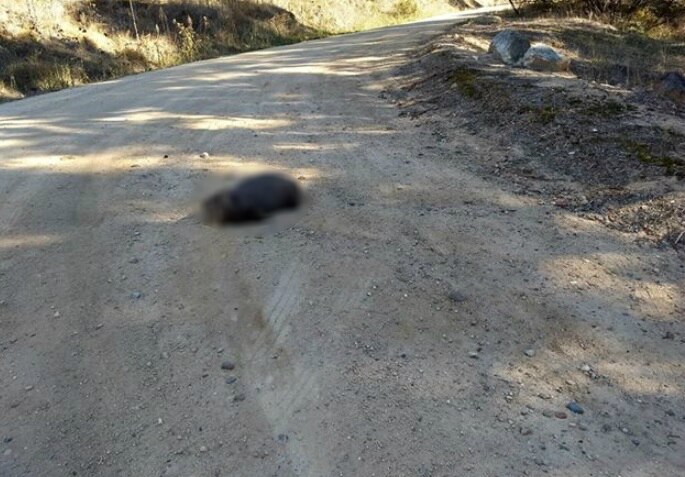 Wombat found stabbed to death at Tharwa swimming spot, south of ...