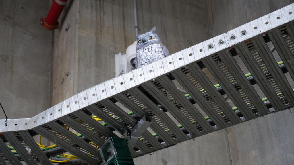 Listen to the bird noises used to try to deter birds from the area ...