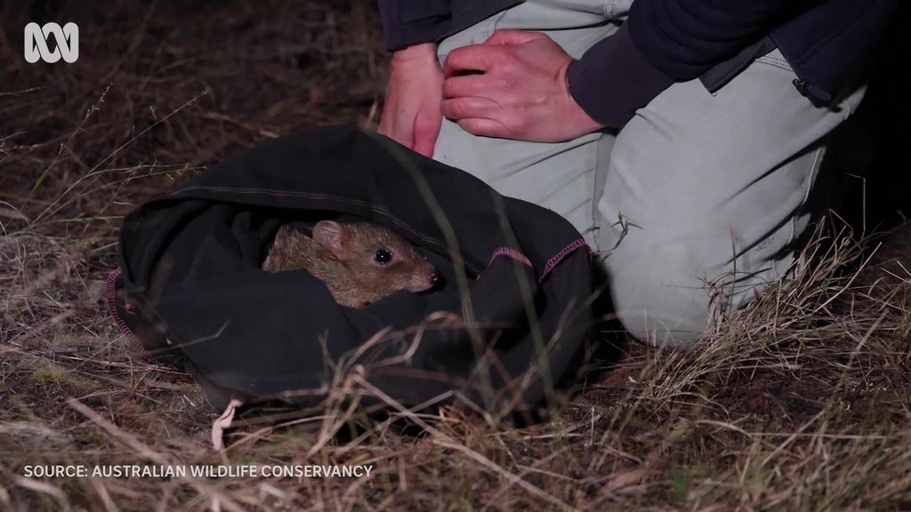 Native animals safe now an elusive fox called Rambo is gone - ABC News