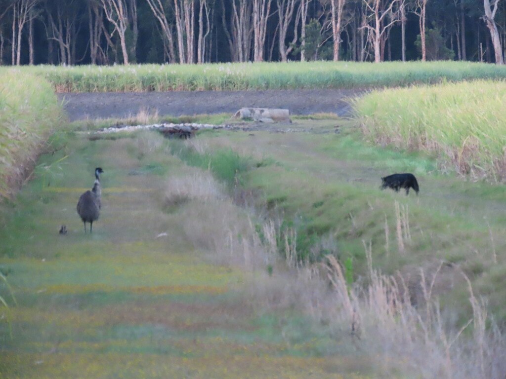Explosion of coastal feral pig population threatens crops, livestock ...