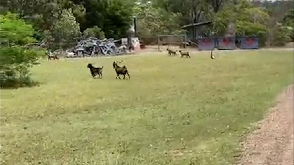 Feral goats on Woppa-Great Keppel Island - ABC News