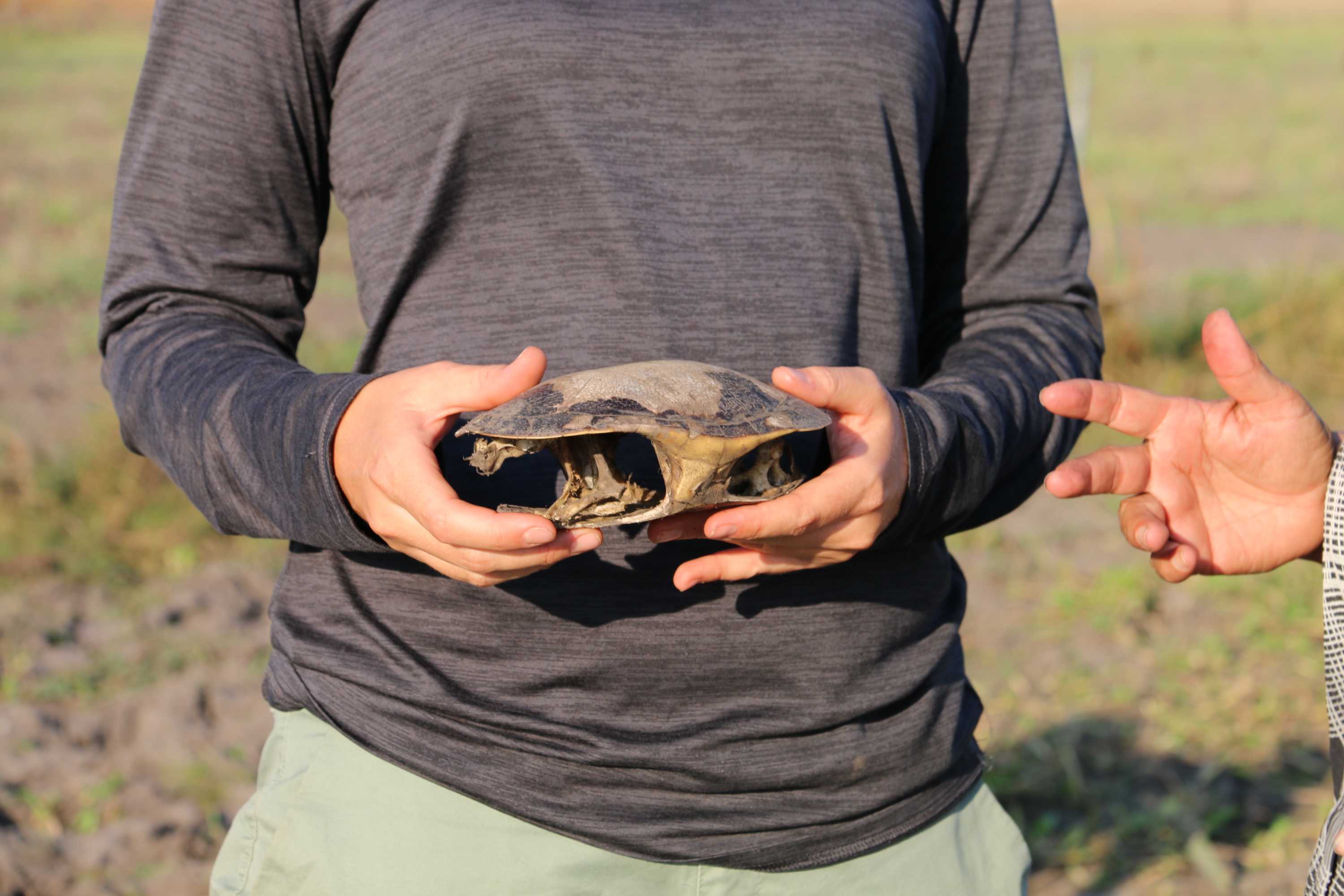 Dead turtle mystery prompt collaboration between researchers and ...