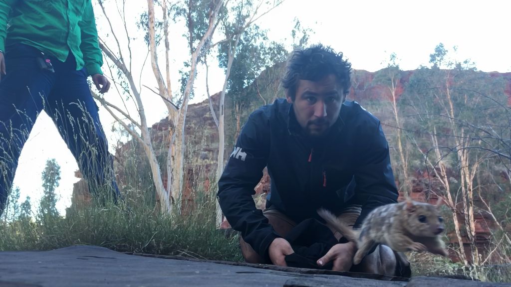 Quolls and their 'midnight siestas' - ABC News