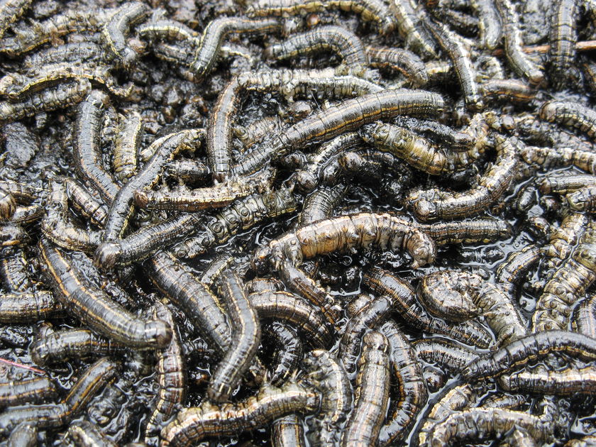 Armyworm invasion has Tasmanian farmers fighting to regain control ...