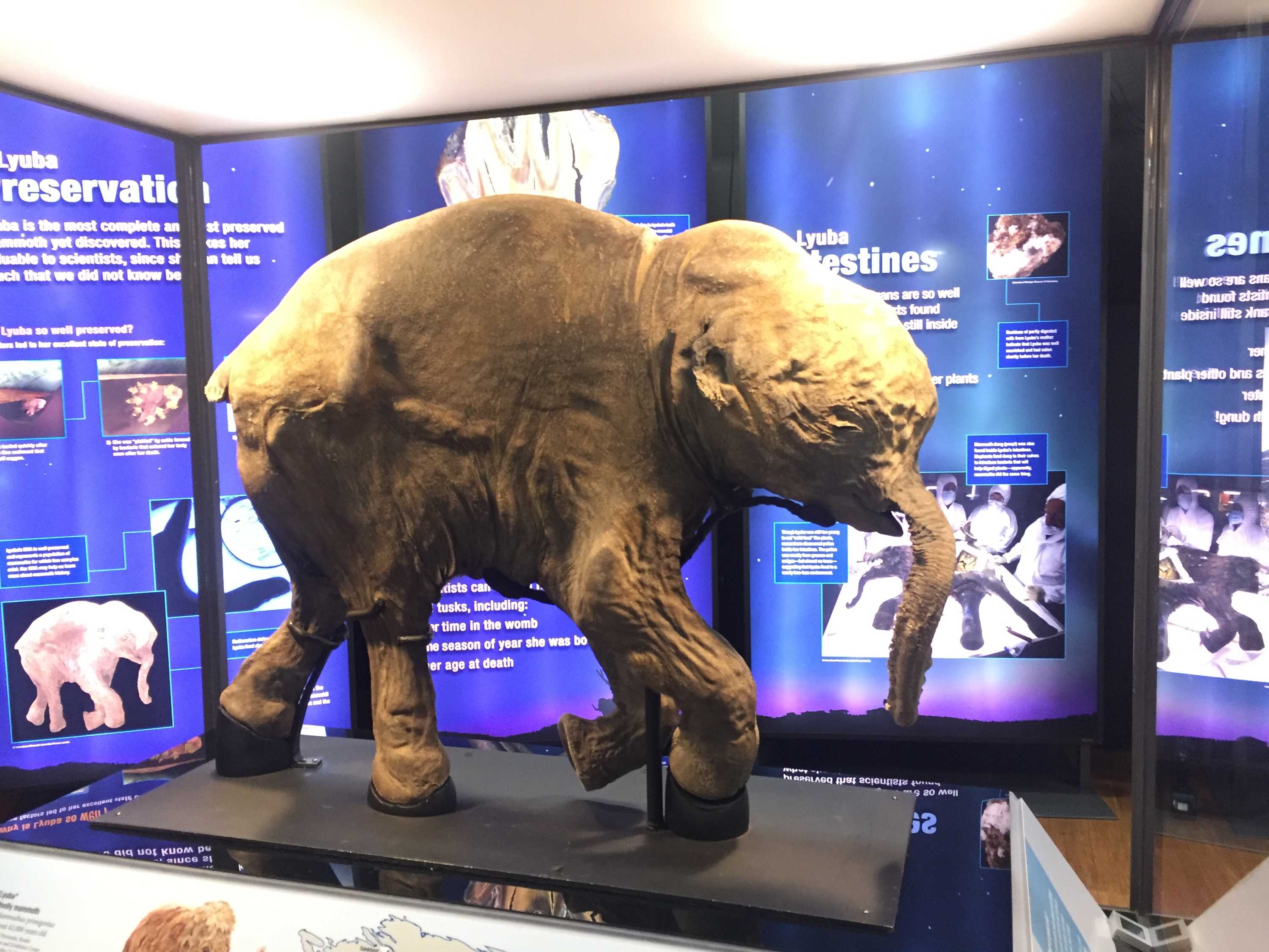 Frozen woolly mammoth Lyuba arrives in Sydney - ABC News