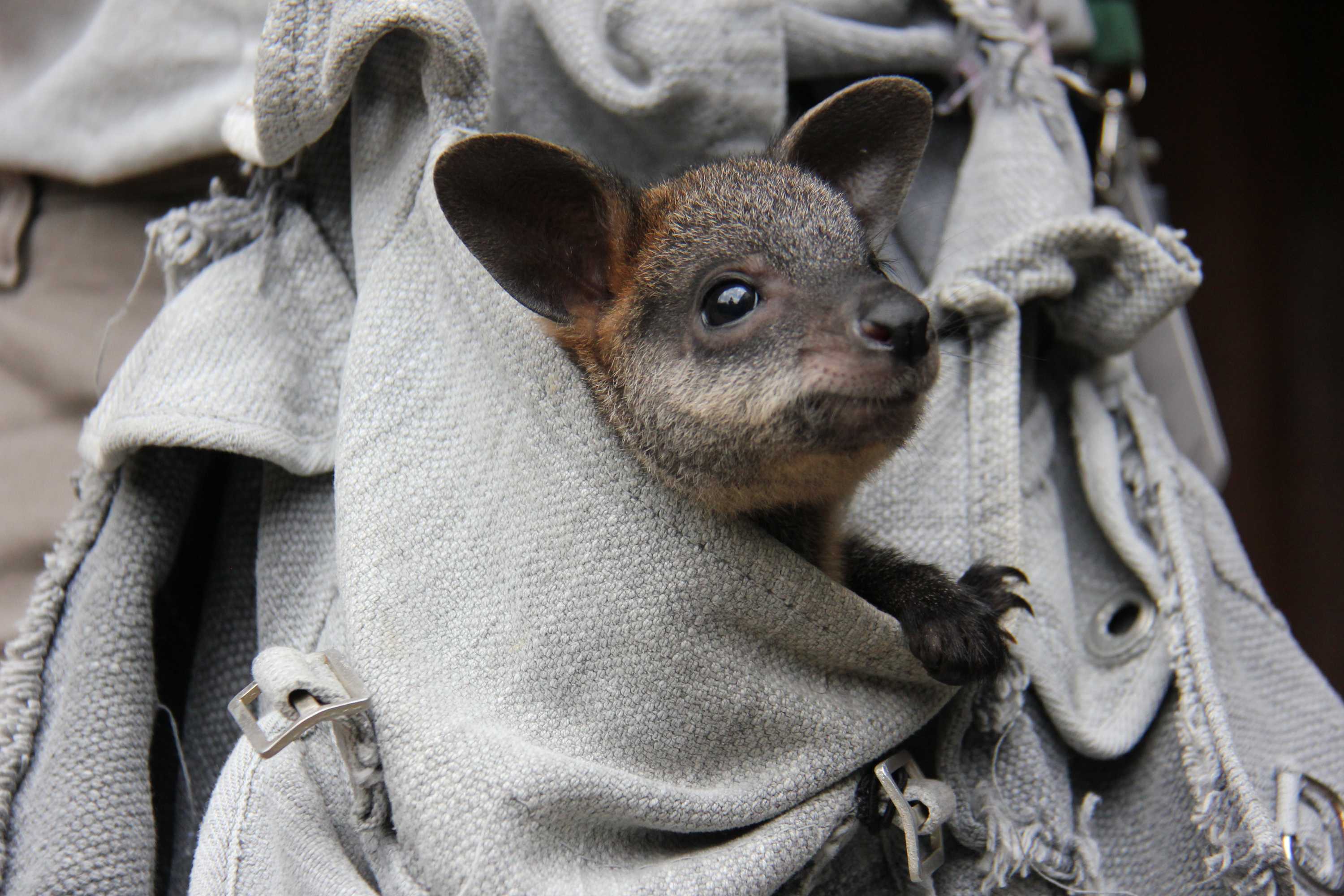 Rescued wallaby joeys to become Taronga Zoo playmates - ABC News