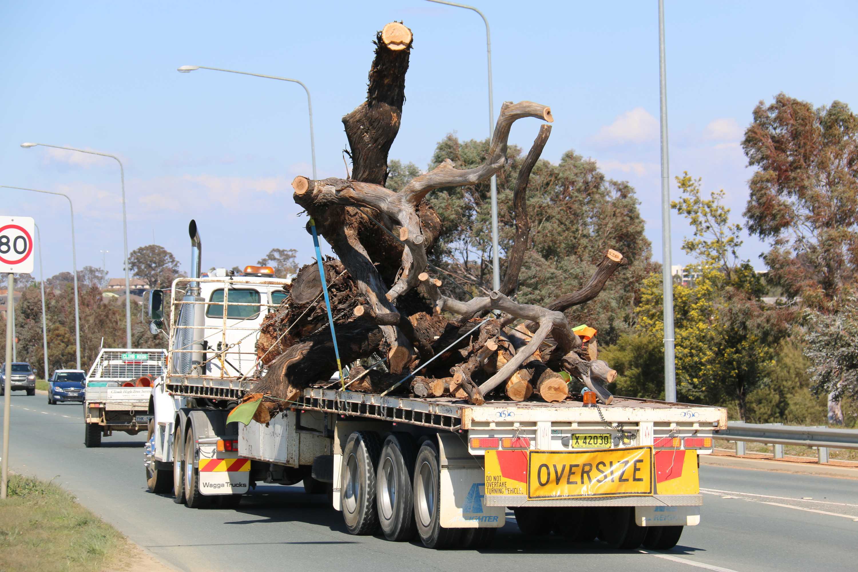 160yo dead yellow box tree moves across Canberra to 'artificial forest ...