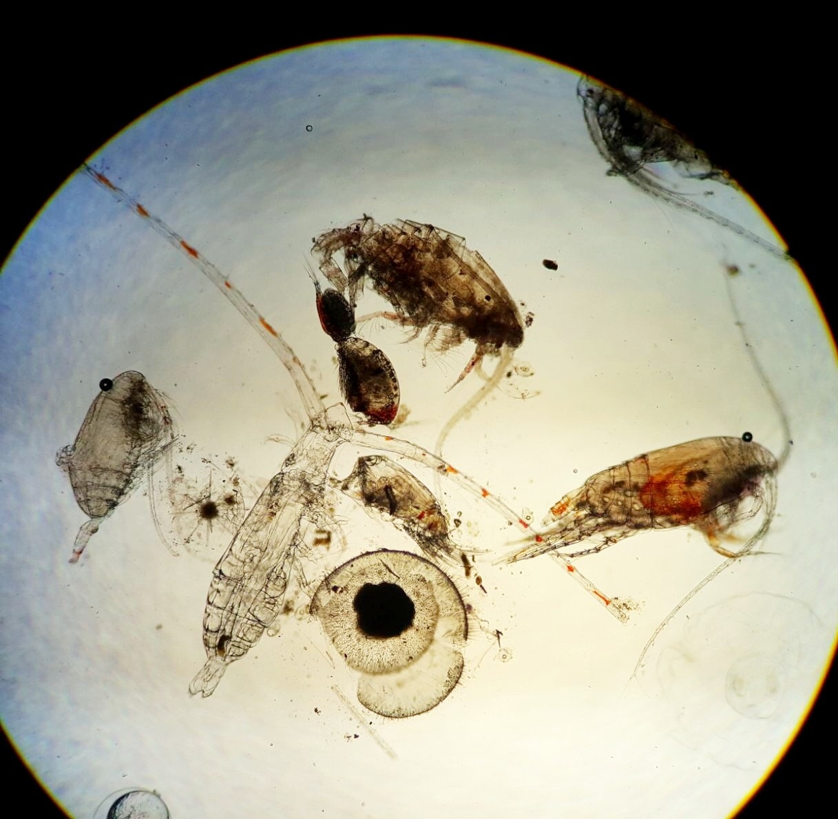 Scientists hopeful tiny ocean zooplankton will help tell if climate ...